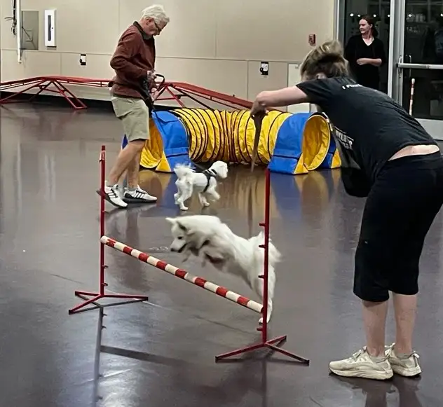 Beautiful Purebred American Eskimos - Minature/ small adult size | Dogs ...