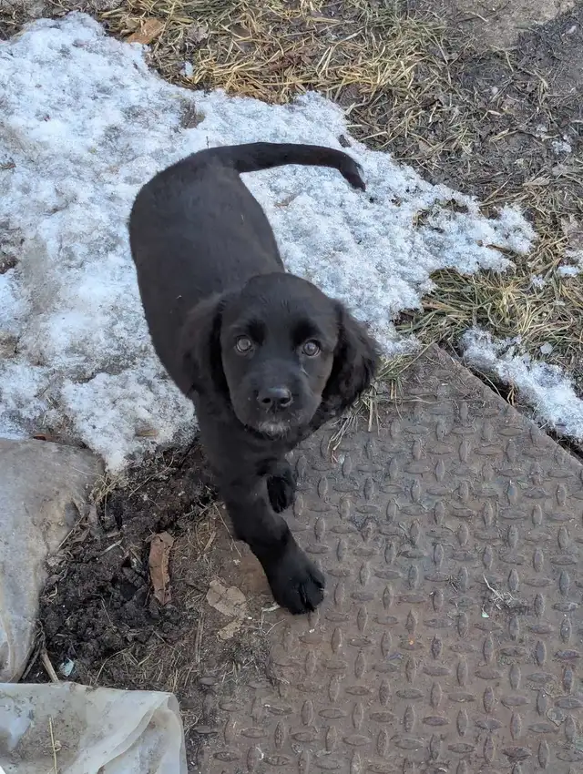 Cockapoo and terrier | Dogs & Puppies for Rehoming | Strathcona County ...