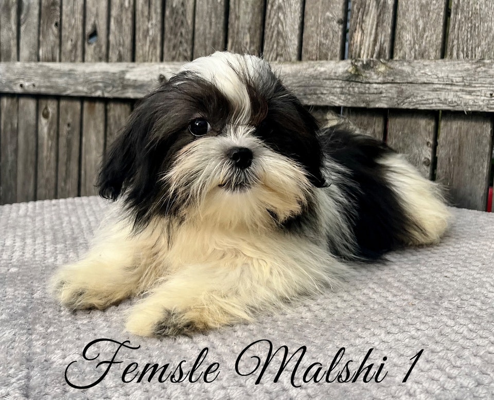Female Malshi Puppies Amazing Little Dogs! | Dogs & Puppies for ...