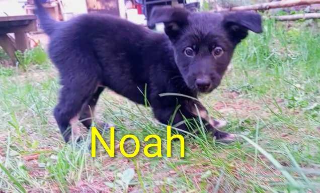 3 German shepherd/Malamute/Lab mix puppies for rehoming | Dogs ...