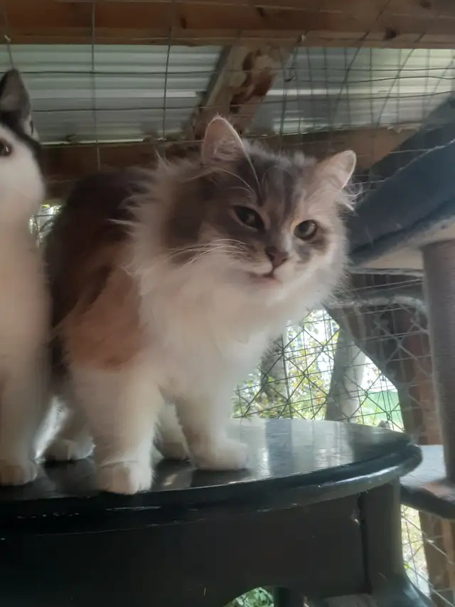 Rare Purebred Registered Manx Kittens | Cats & Kittens for Rehoming ...