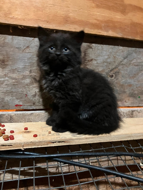 Long Haired Male Kittens Cats And Kittens For Rehoming Belleville
