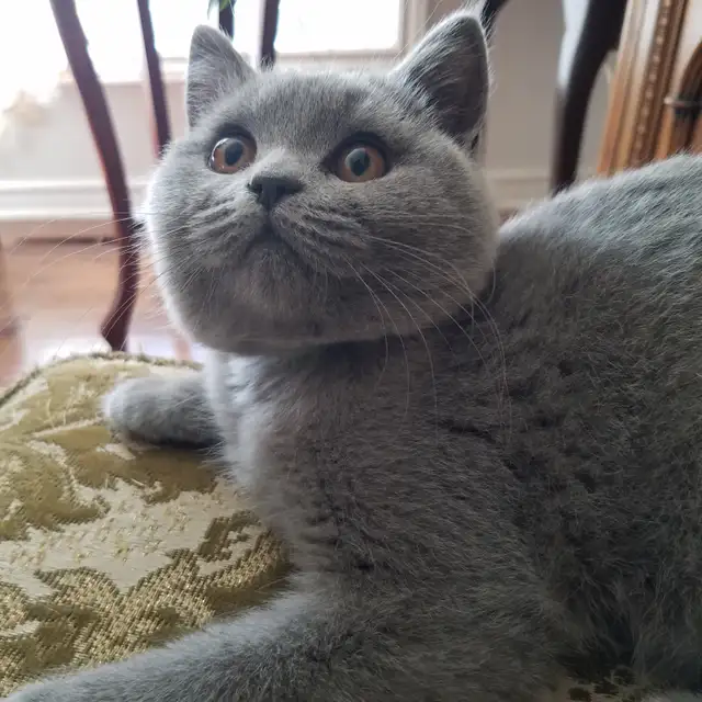 Scotish Straight Blue shorthair kitten registered with CCA/AFC | Cats ...