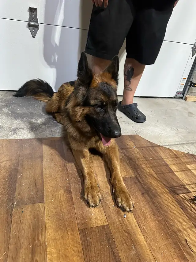 looking to rehome our pure breed German shepherd | Dogs & Puppies for ...