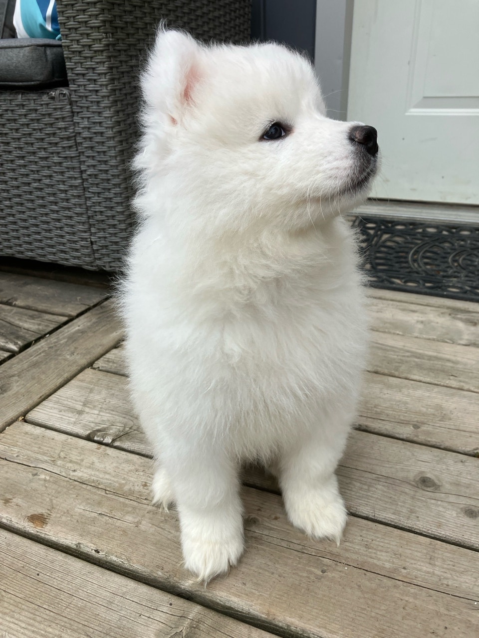 Samoyed - 12. weeks “Flower Patches” | Dogs & Puppies for Rehoming ...