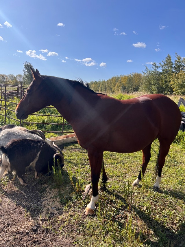 Arab quarter horse | Horses & Ponies for Rehoming | Grande Prairie | Kijiji