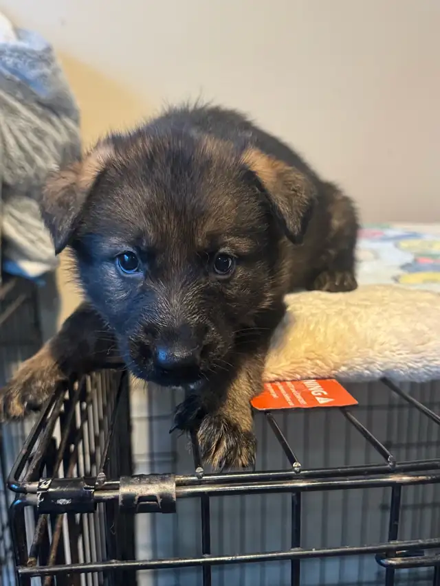 German Shepherd | Dogs & Puppies for Rehoming | Calgary | Free local ...