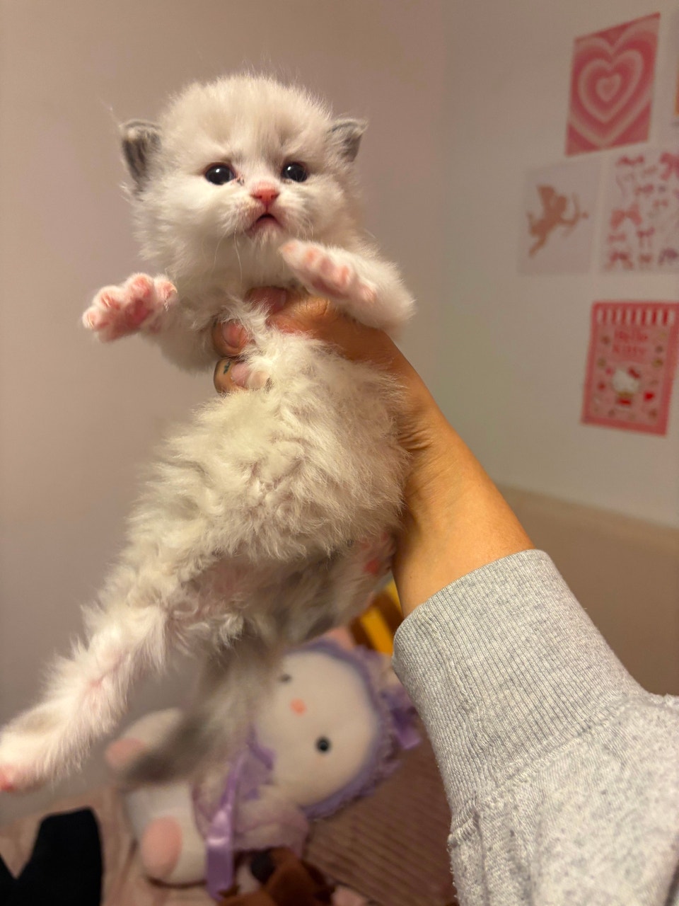 Fluffy Persian x Ragdoll Kittens | Cats & Kittens for Rehoming | Delta ...