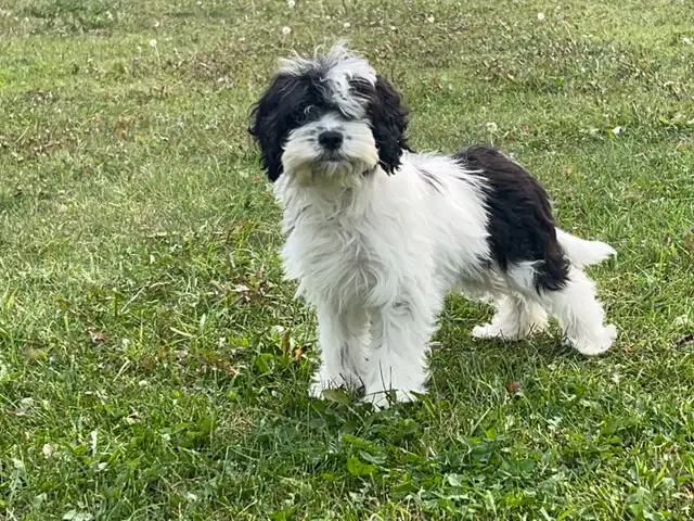 Cocker Havanese Male Puppy | Dogs & Puppies for Rehoming | Edmonton ...