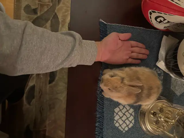 Netherland Dwarf Bunnies (I have 2) | Small Animals for Rehoming ...