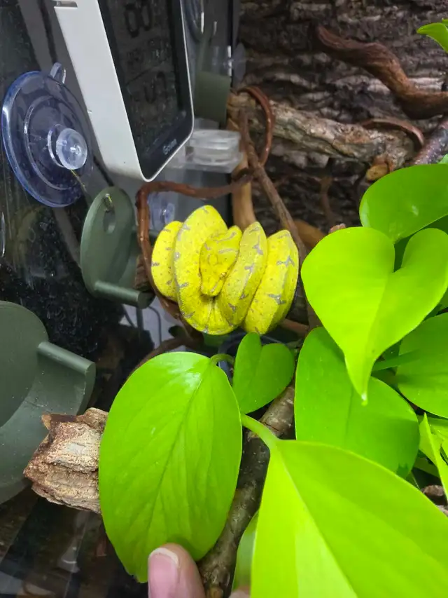 green tree python Sorong | Reptiles & Amphibians for Rehoming | City of ...