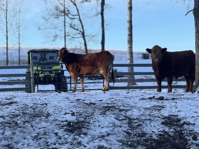 heifer safe 2yr old homo polled Simmental bull | Livestock | Red Deer ...