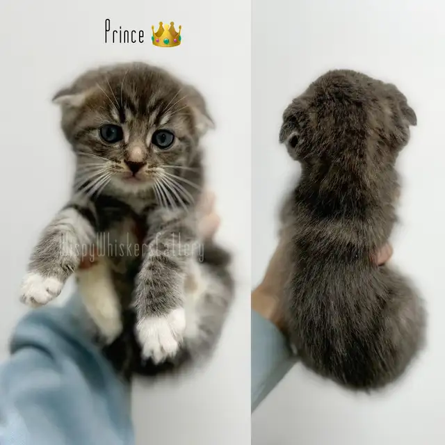 Scottish Folds | Cats & Kittens for Rehoming | Nanaimo | Free local ...