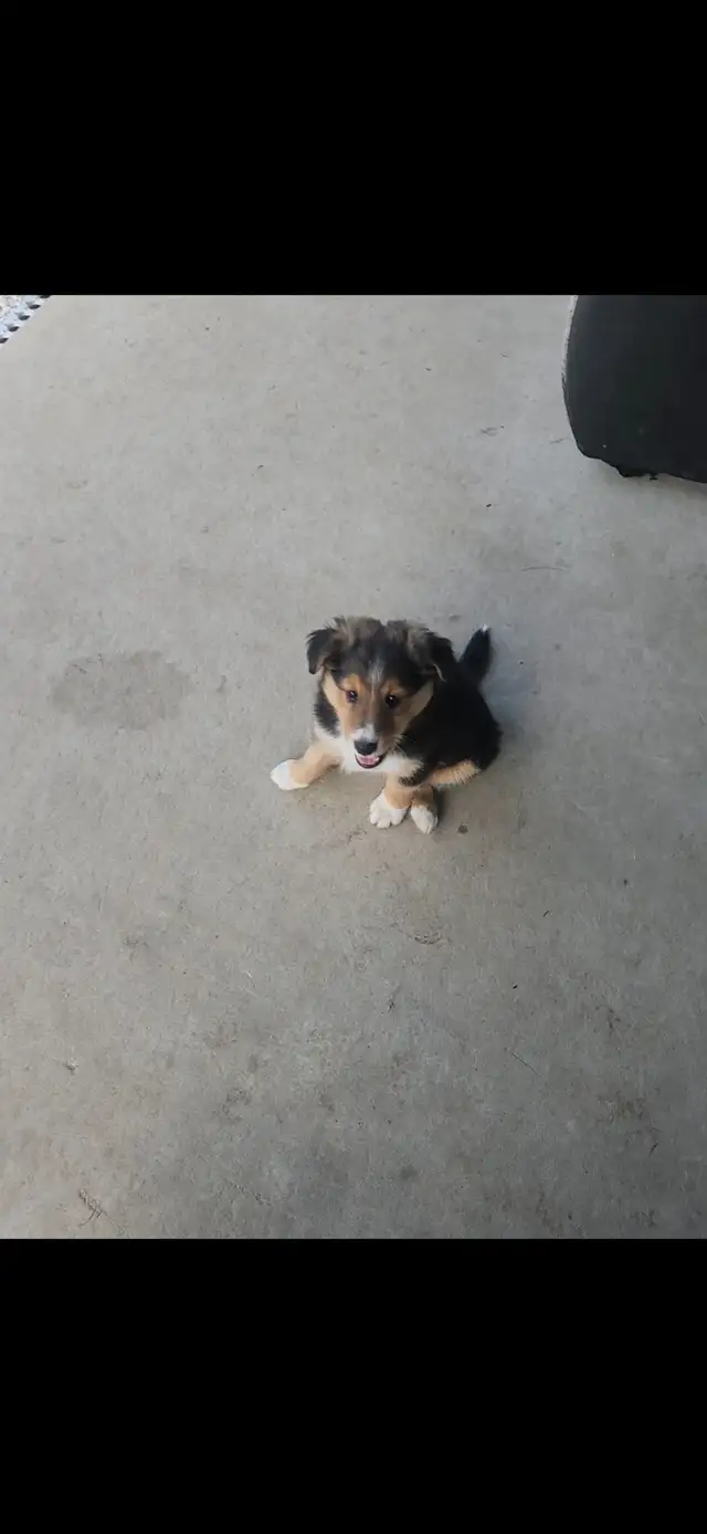 Purebred Sheltie pup!! | Dogs & Puppies for Rehoming | Barrie | Free ...
