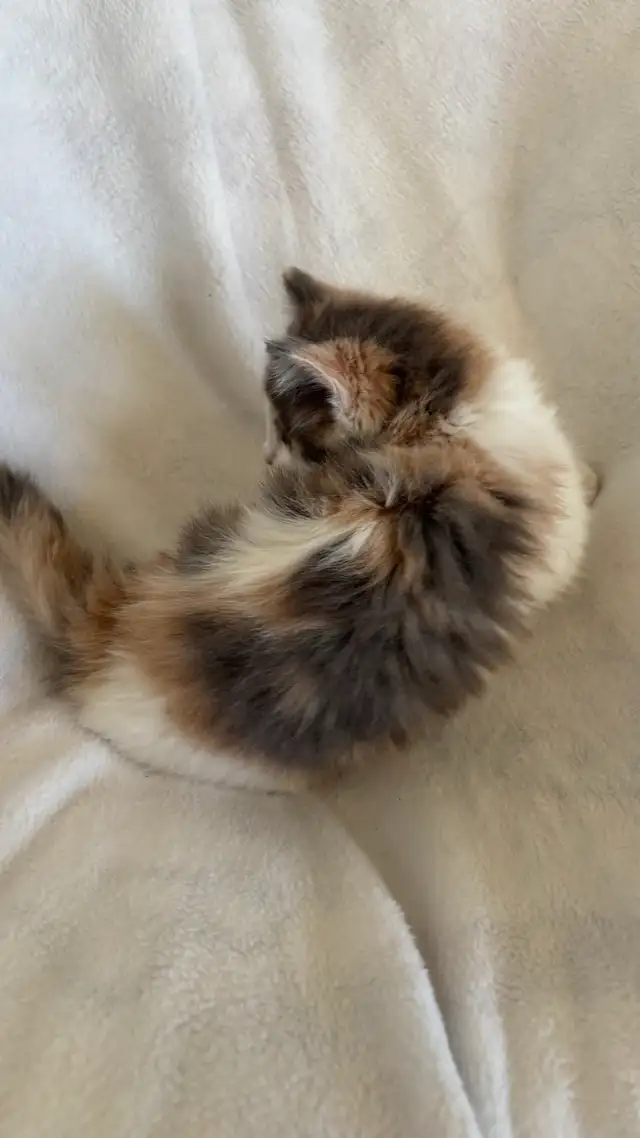 *1 LEFT* Ragdoll X Kittens !!! | Cats & Kittens for Rehoming | Calgary ...
