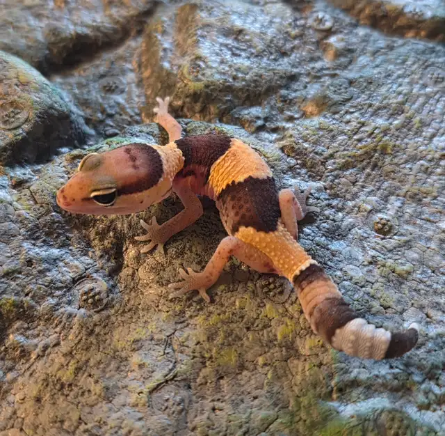 Crawlarium Canada: Our Full List | Reptiles & Amphibians for Rehoming ...