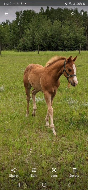 Big flashy sorrel colt (High Sign Nugget x Doc OLena) | Horses & Ponies ...