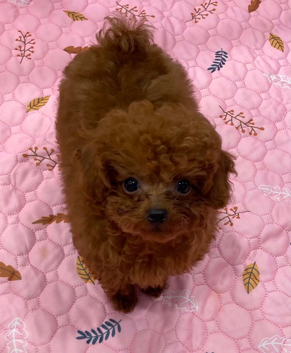Tiny Toy Cavapoo F1B (Top quality Korean genetics) | Dogs & Puppies for ...