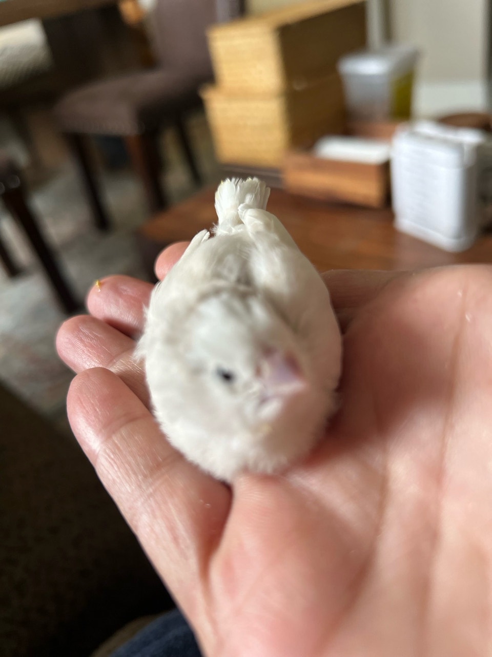 Zebra finch birds for sale | Birds for Rehoming | City of Toronto ...