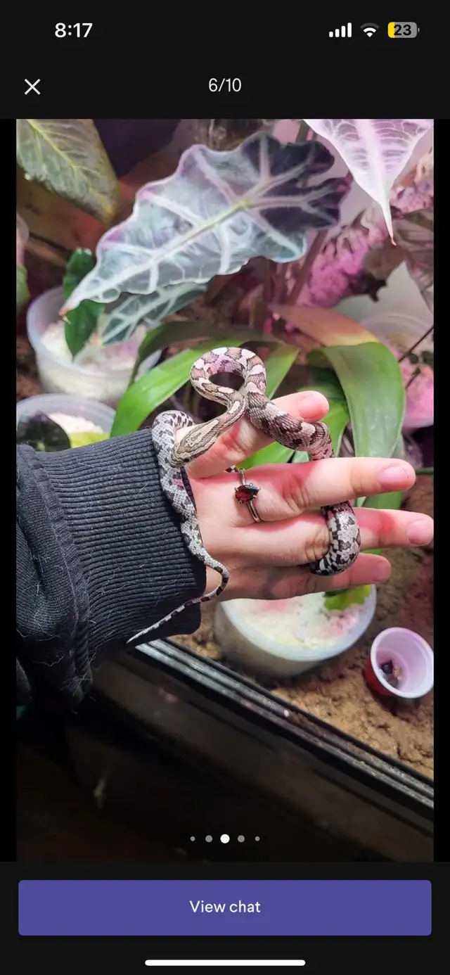 Corn snake | Reptiles & Amphibians for Rehoming | Fort McMurray | Free ...