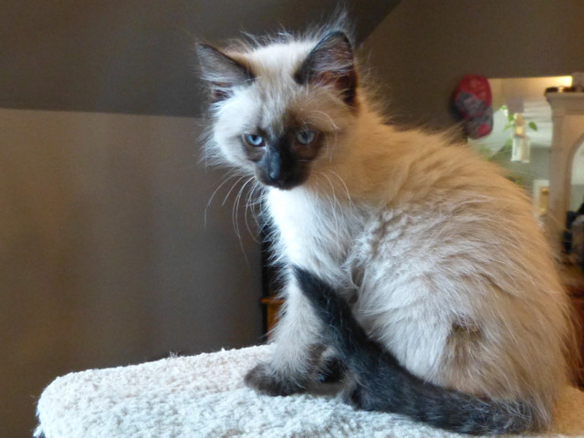 Ragdoll Bred Polydactyl Available 2 M 1f Cats And Kittens For Rehoming