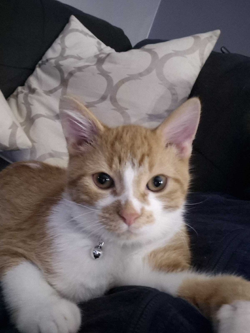 kitten for rehoming | Cats & Kittens for Rehoming | Peterborough | Free ...