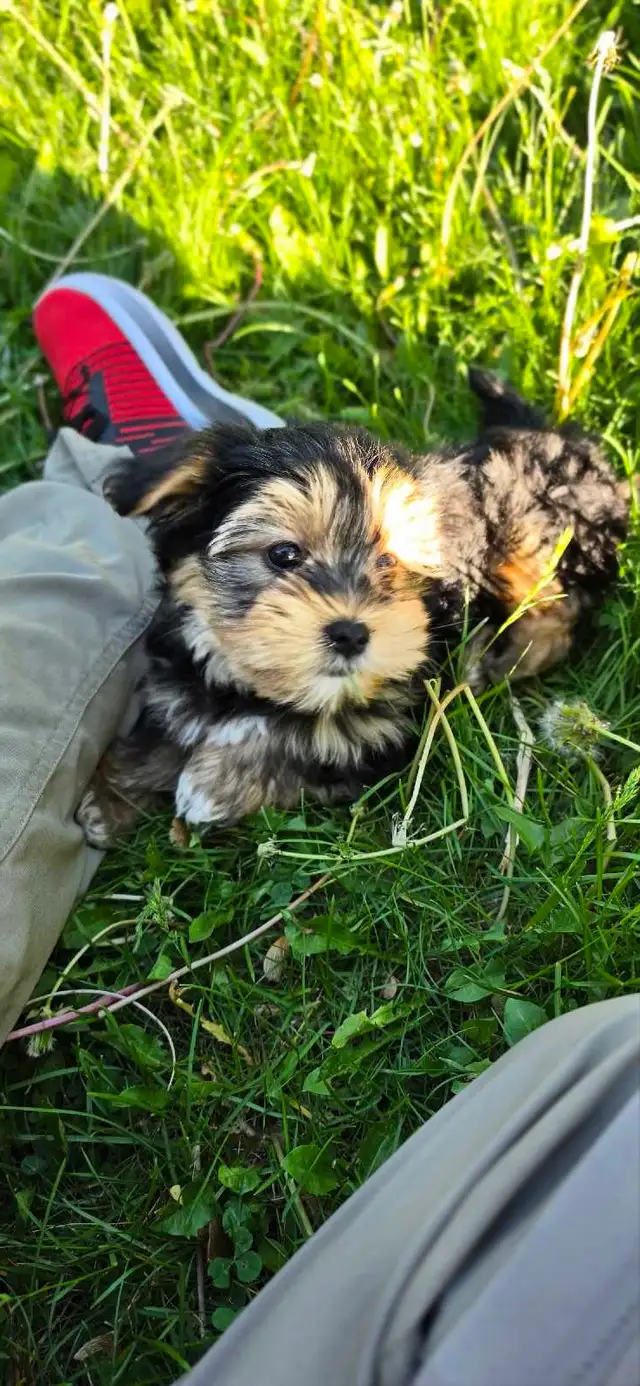 Puppy Morkie | Dogs & Puppies for Rehoming | City of Montréal | Free ...
