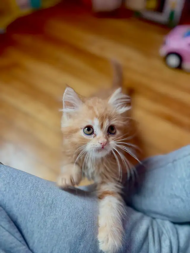 Persian Kitten (Doll face) | Cats & Kittens for Rehoming | City of ...