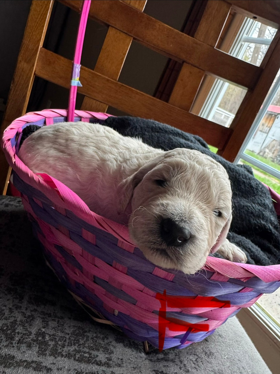 Magnifiques Chiots GoldenDoodle | Dogs & Puppies for Rehoming | Trois ...