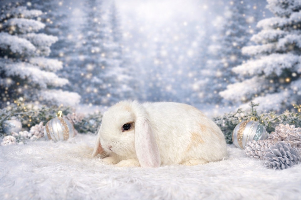 Spayed young holland lops | Small Animals for Rehoming | St. John's ...