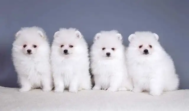 Micro Mini Pomskies available -Pomeranians Arriving soon | Dogs ...