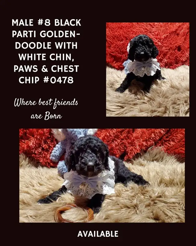 Goldendoodles - Black Phantom Puppies Available 1M & 3F | Dogs ...