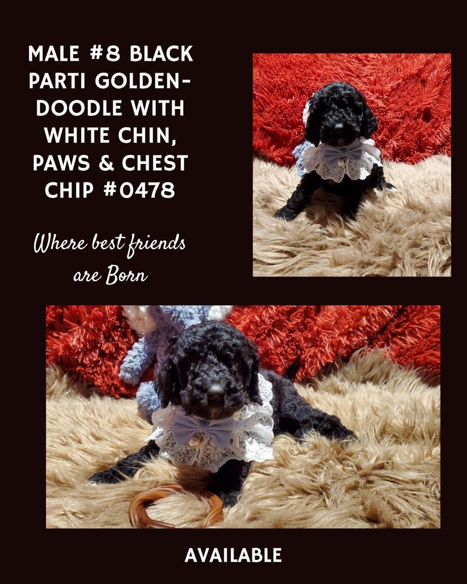 Goldendoodles - Black Phantom Puppies Available 1M & 3F | Dogs ...