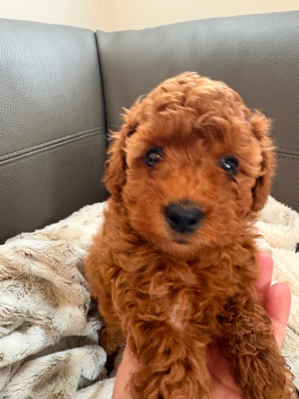 Magnifique caniche toy/miniature | Dogs & Puppies for Rehoming | Saint ...