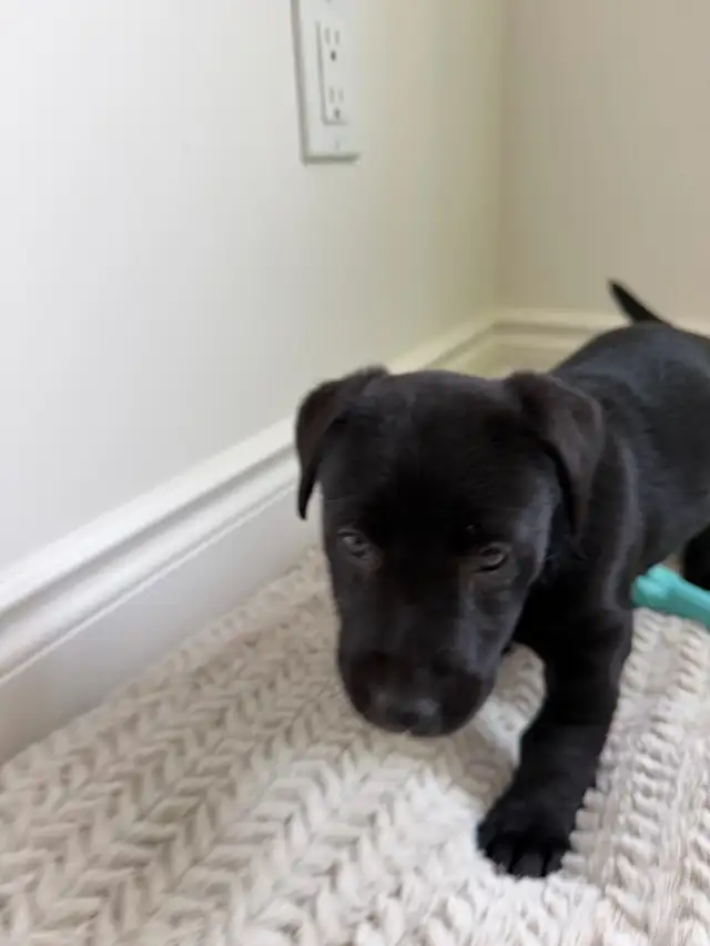 labrador retriever puppies for sale | Dogs & Puppies for Rehoming ...