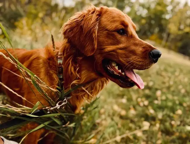 Red Golden Retrievers | Dogs & Puppies for Rehoming | Grande Prairie ...