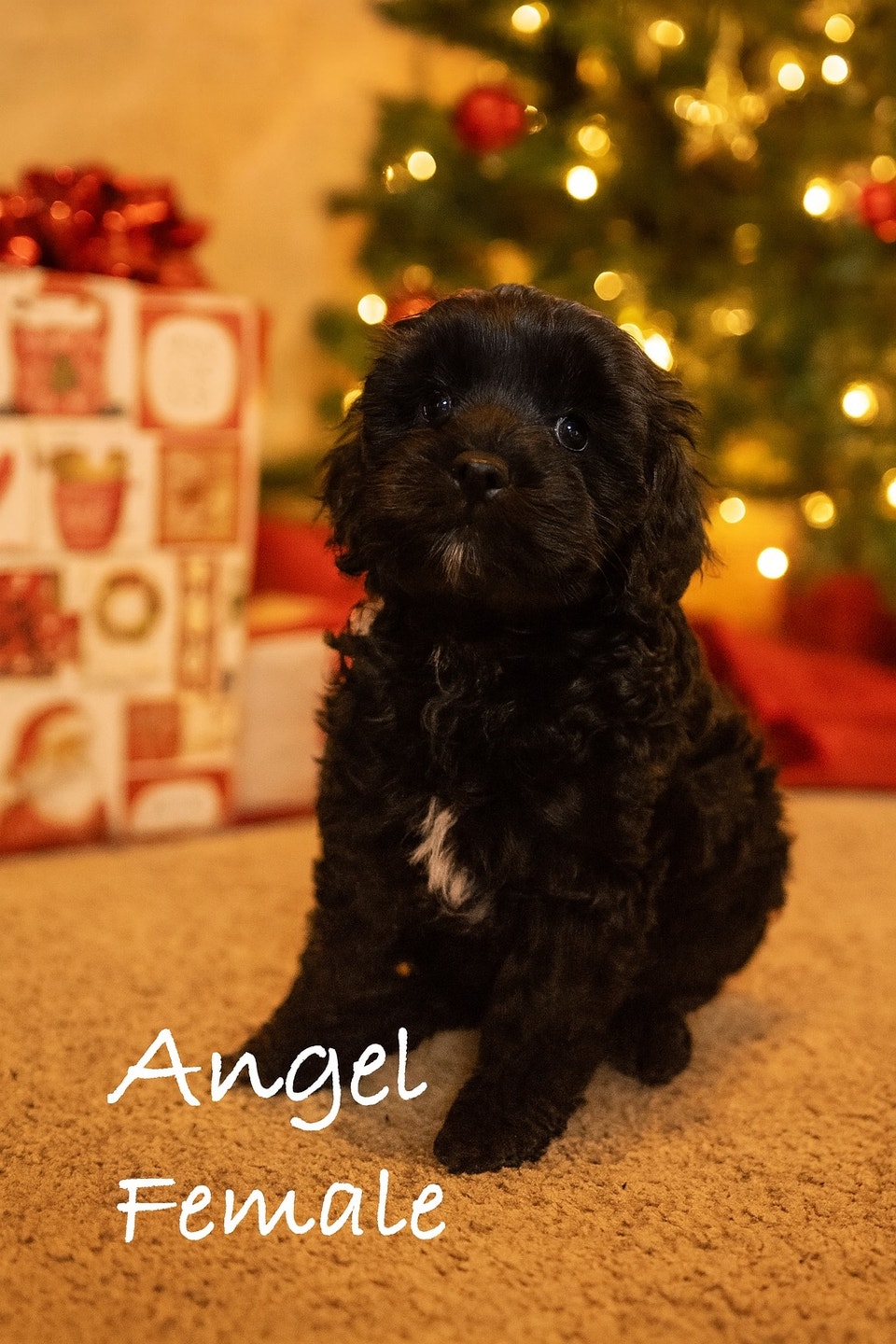 Small Cockapoo Teddybear Puppy’s | Dogs & Puppies for Rehoming ...