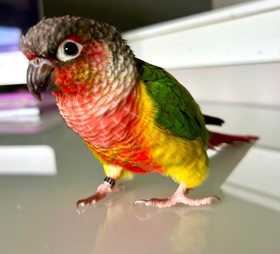 Beautiful Conures | Birds for Rehoming | Vancouver | Free local ...