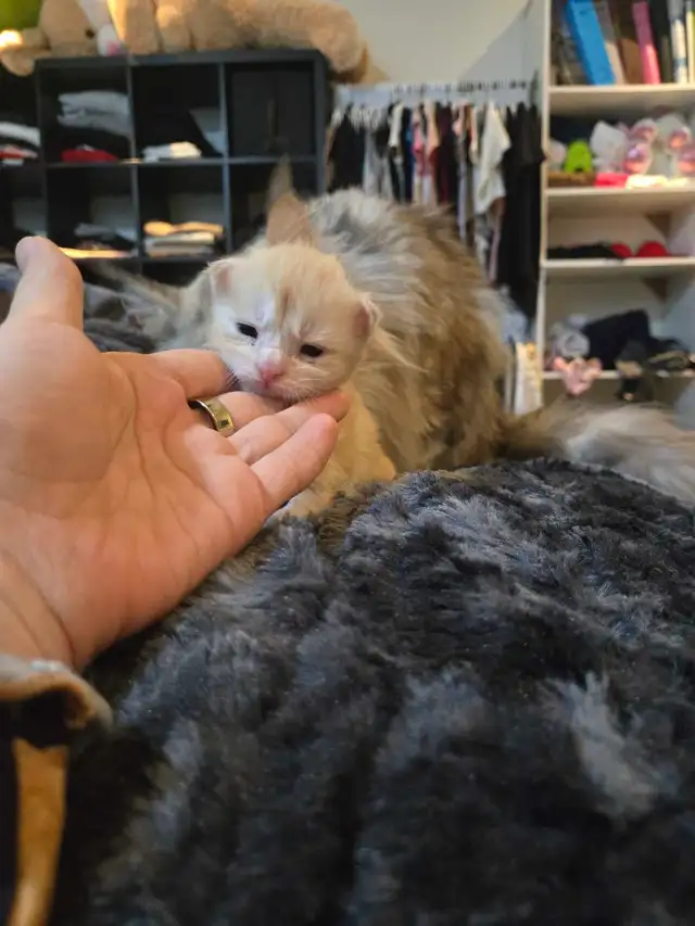 Maine Coon polydactile TICA male Cream Smoke | Cats & Kittens for ...