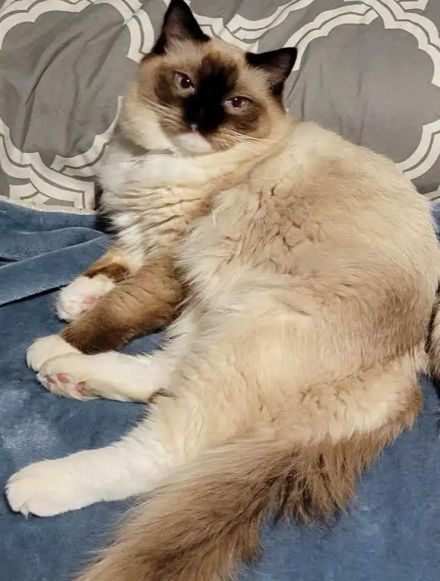 Male seal mitted rag doll cat | Cats & Kittens for Rehoming | Calgary ...