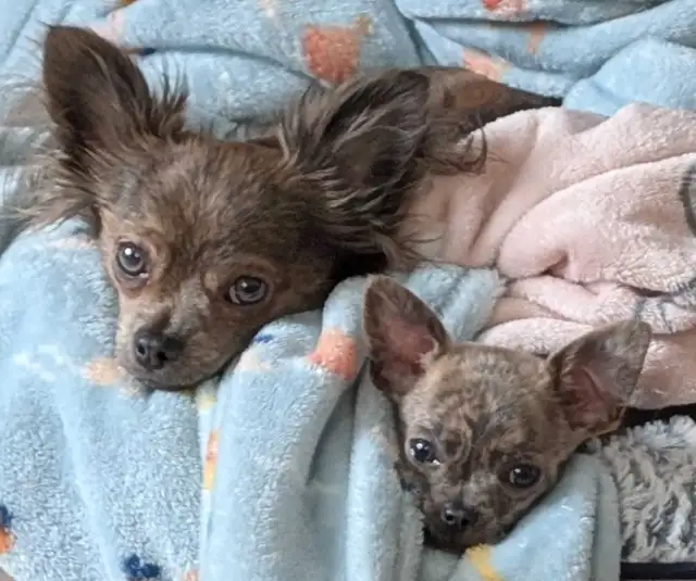 4 petites femelles chihuahua à vendre | Dogs & Puppies for Rehoming ...