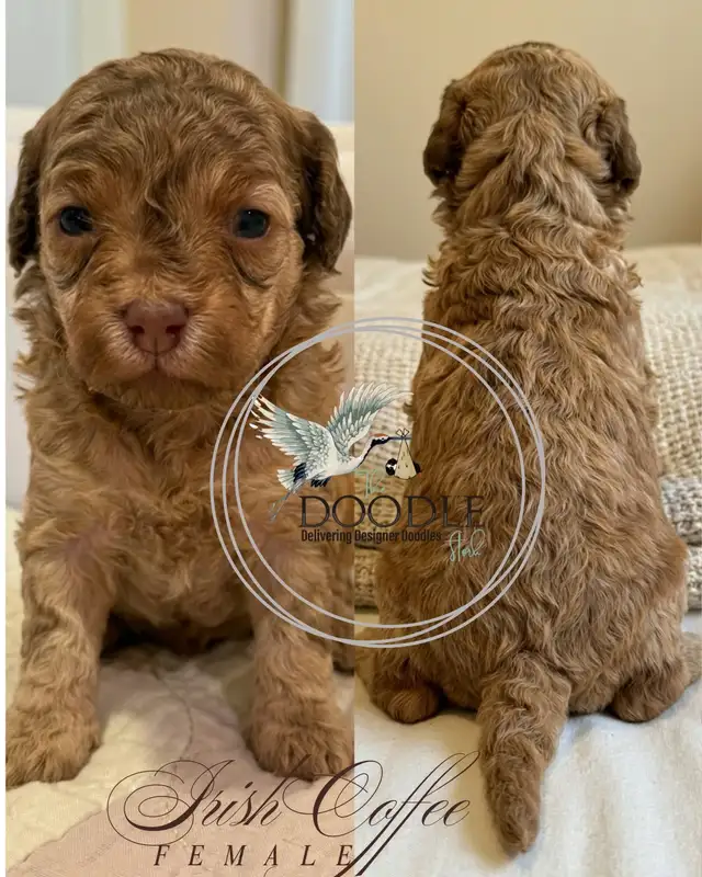 Warm Your Home With Love — Mini Poodles For Adoption. | Dogs & Puppies ...