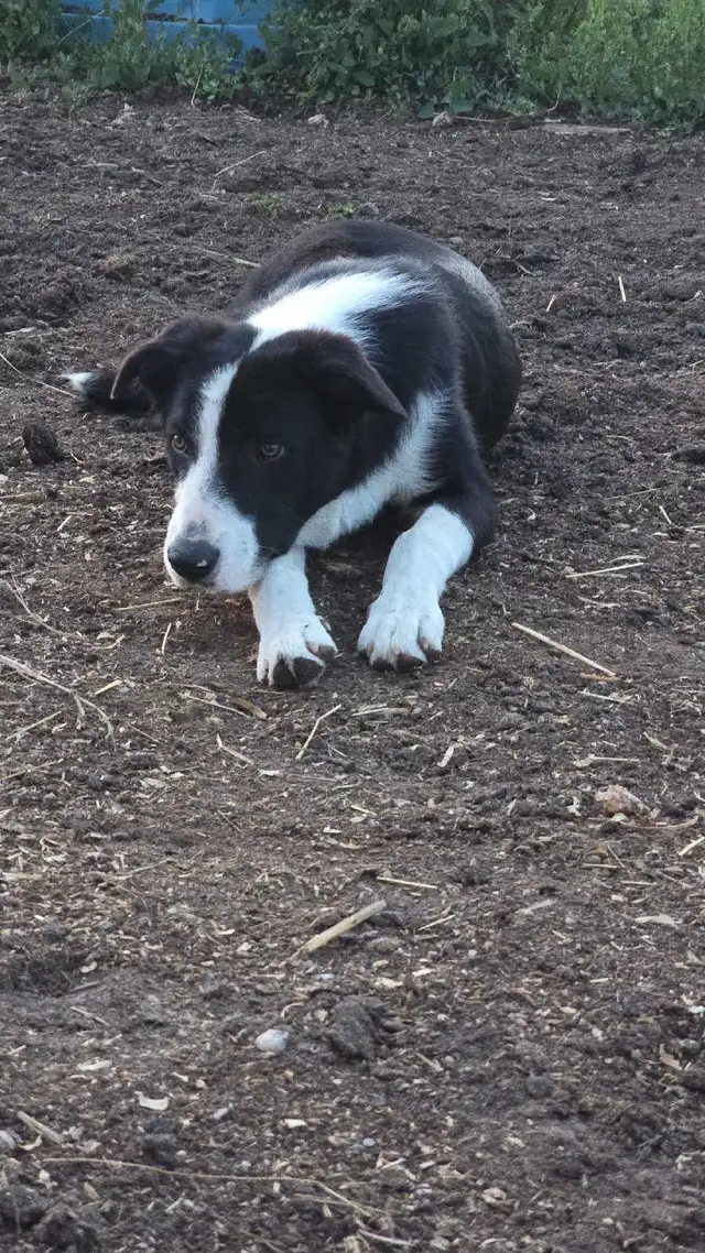 Registered Border Collie Puppies | Dogs & Puppies for Rehoming ...