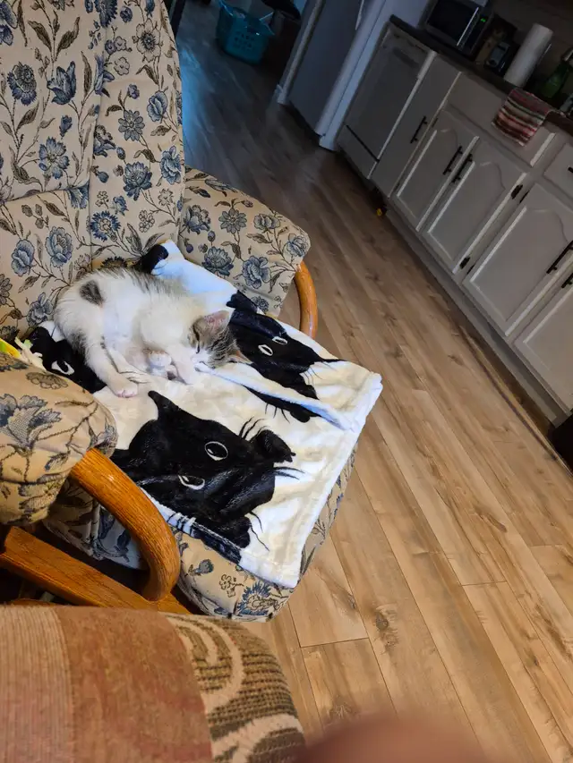 Give away kitten | Cats & Kittens for Rehoming | Bathurst | Free local ...
