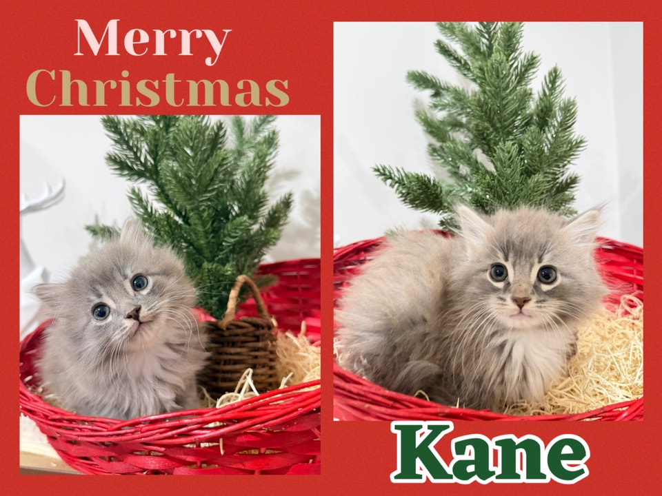 Santa Sent Kittens! Holiday Cuddles Waiting | Cats & Kittens for ...