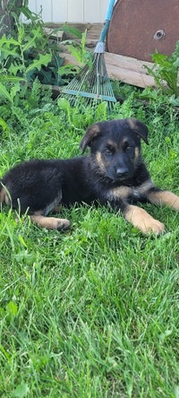 Full Breed German Shepherd Puppies In Ethiopia Dog Full