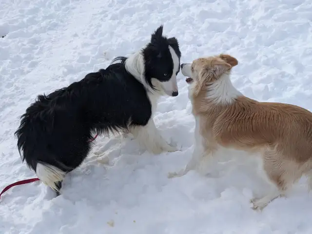 ⭐CBCA Registered Border Collie Puppies - 2 left! | Dogs & Puppies for ...