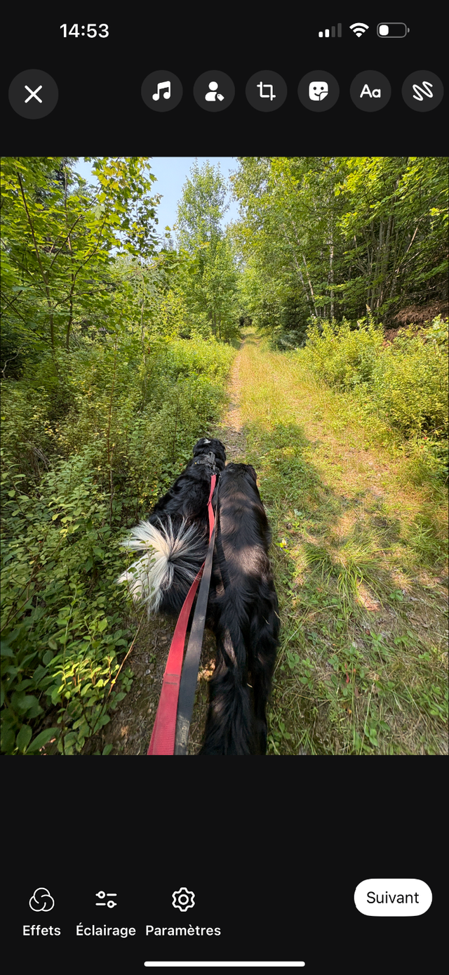 Chiots. Maman Bouvier bernois, papa lab/golden | Dogs & Puppies for Rehoming | Granby | Free ...