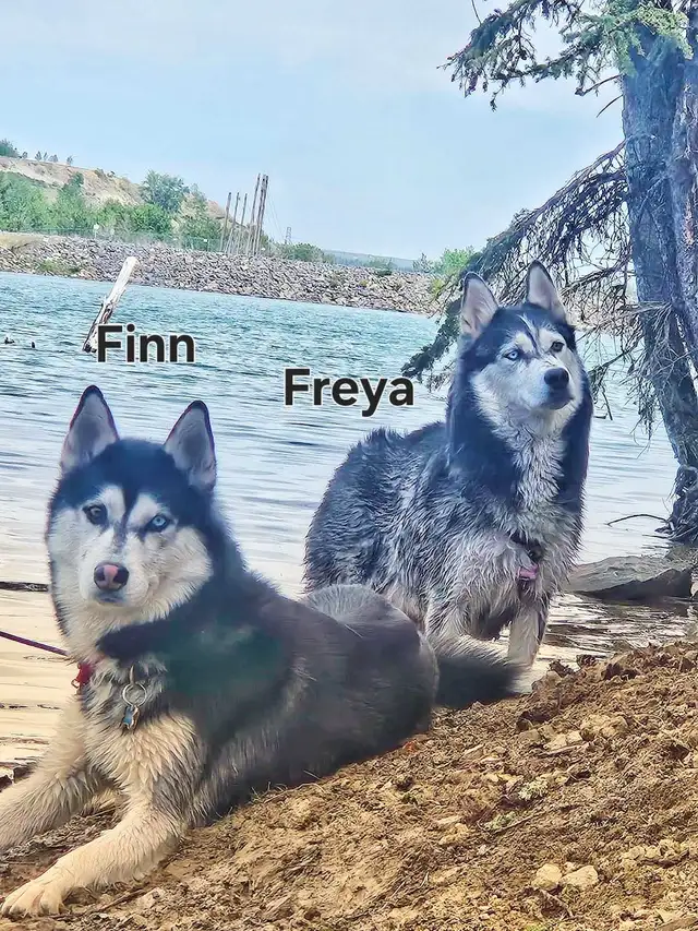 Purebred Siberian Husky Puppies | Dogs & Puppies for Rehoming | Calgary ...