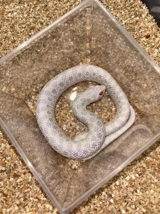 Snow Hognose Snake Adult Male for Sale | Reptiles & Amphibians for ...